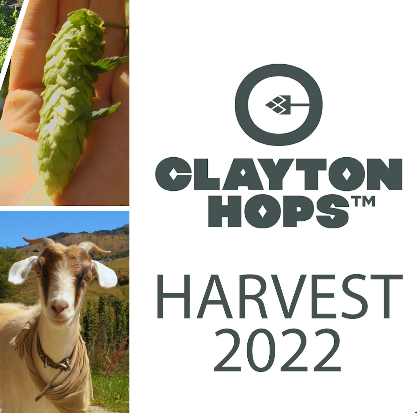 Harvest 2022 Update – Clayton Hops