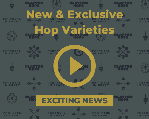 Exclusive, new hop varieties – Clayton Hops