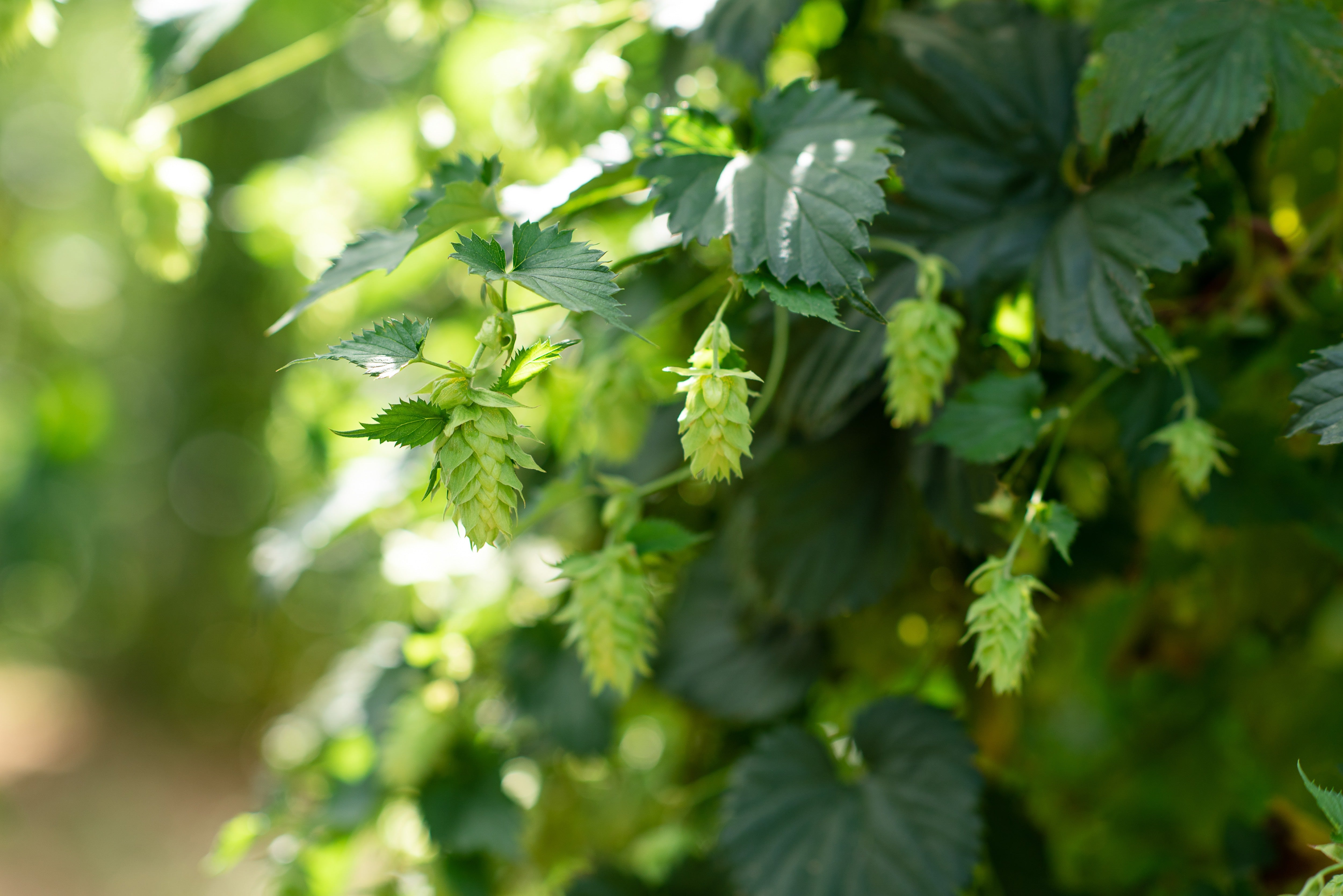 Hop Varieties – Clayton Hops