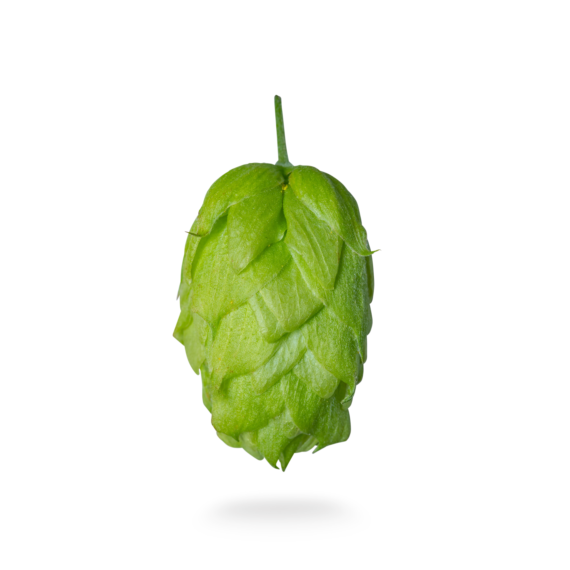 Riwaka™ – Clayton Hops